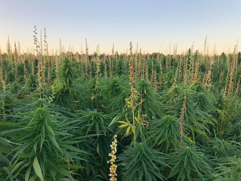 Nordic Hemp Cooperation - The biggest hemp producer in EU